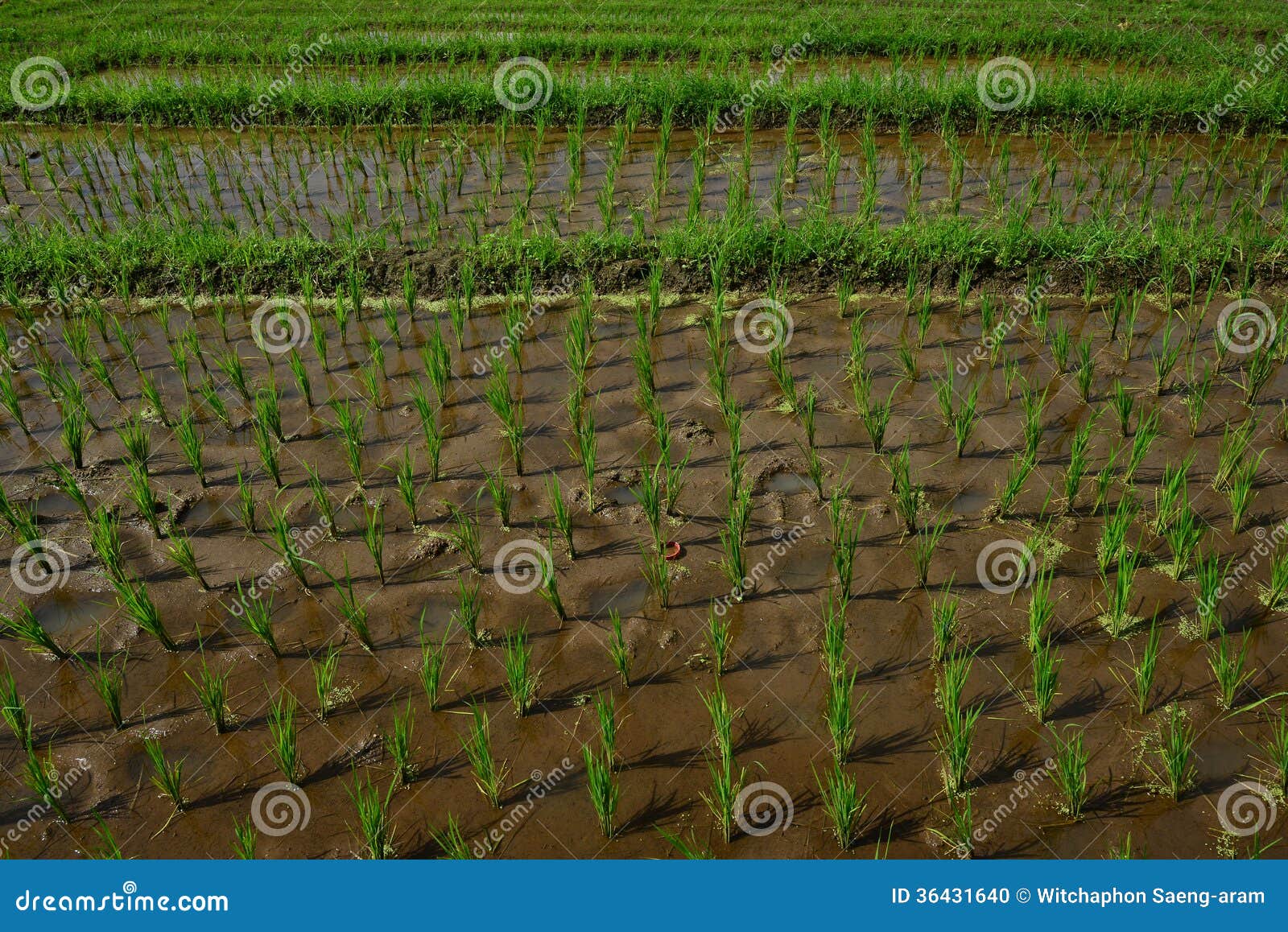 The Pattern of Green Terraced Rice Field Stock Photo - Image of ...