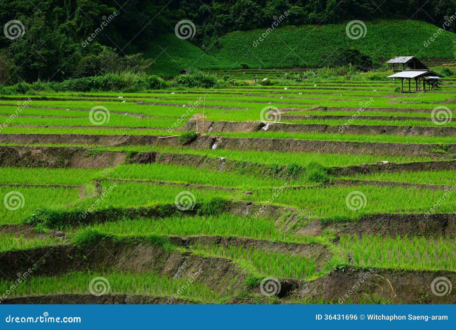 The Pattern of Green Terraced Rice Field Stock Photo - Image of ...