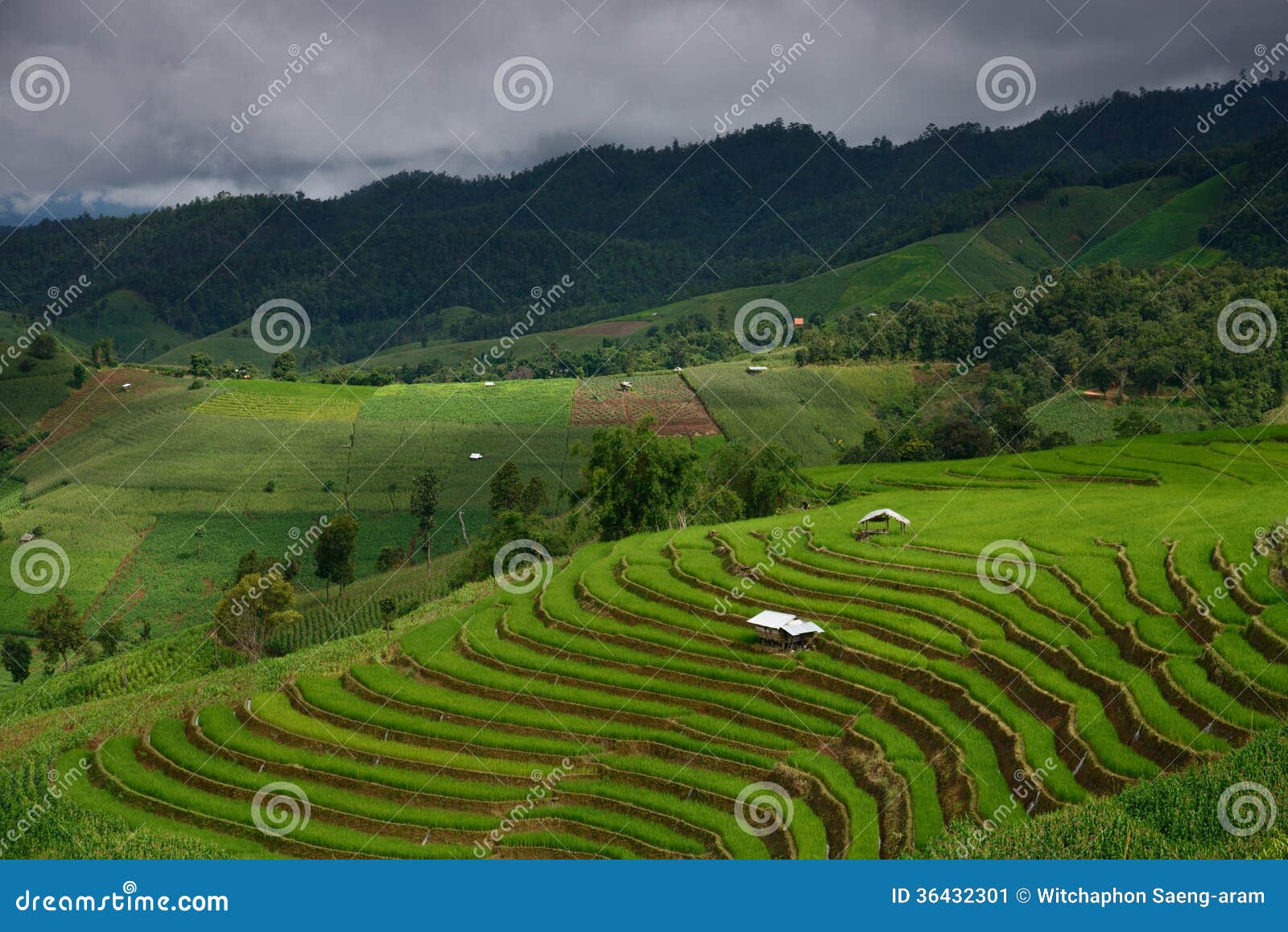 The Pattern of Green Terraced Rice Field Stock Image - Image of pattern ...