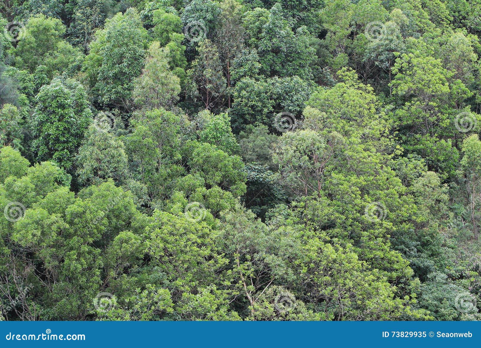 Pattern of Green Tree at Nautre Stock Image - Image of mountain, tree ...