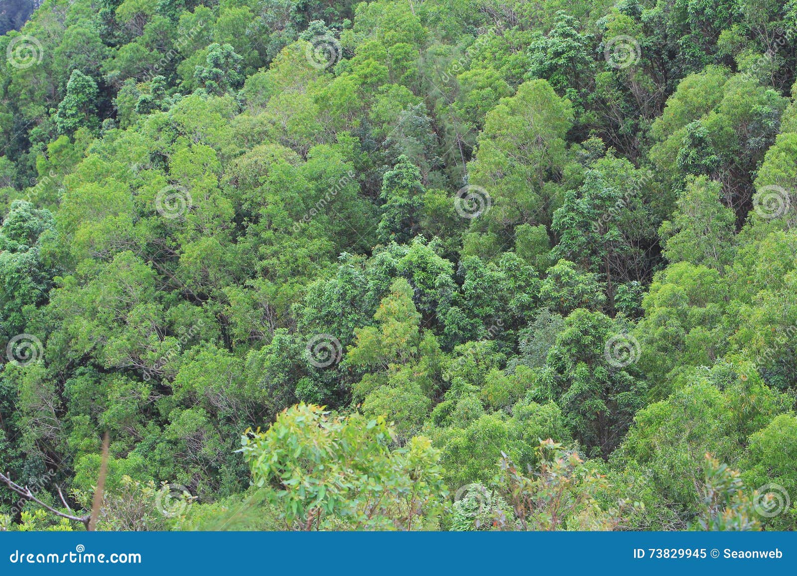 Pattern of Green Tree at Nautre Stock Image - Image of hight ...