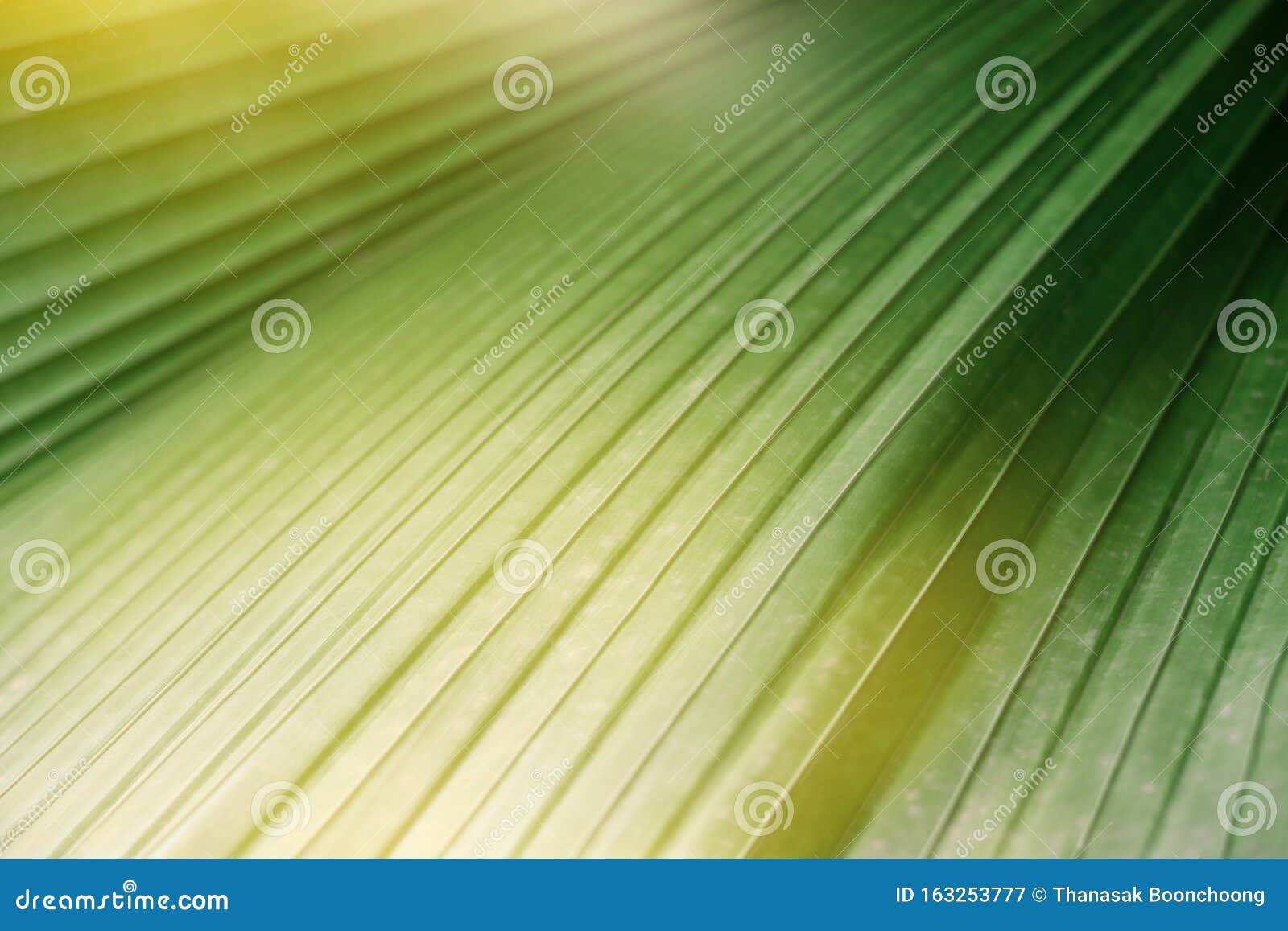 Green Tropical Leaf Texture, Fresh Green Nature Stripe Background Stock ...