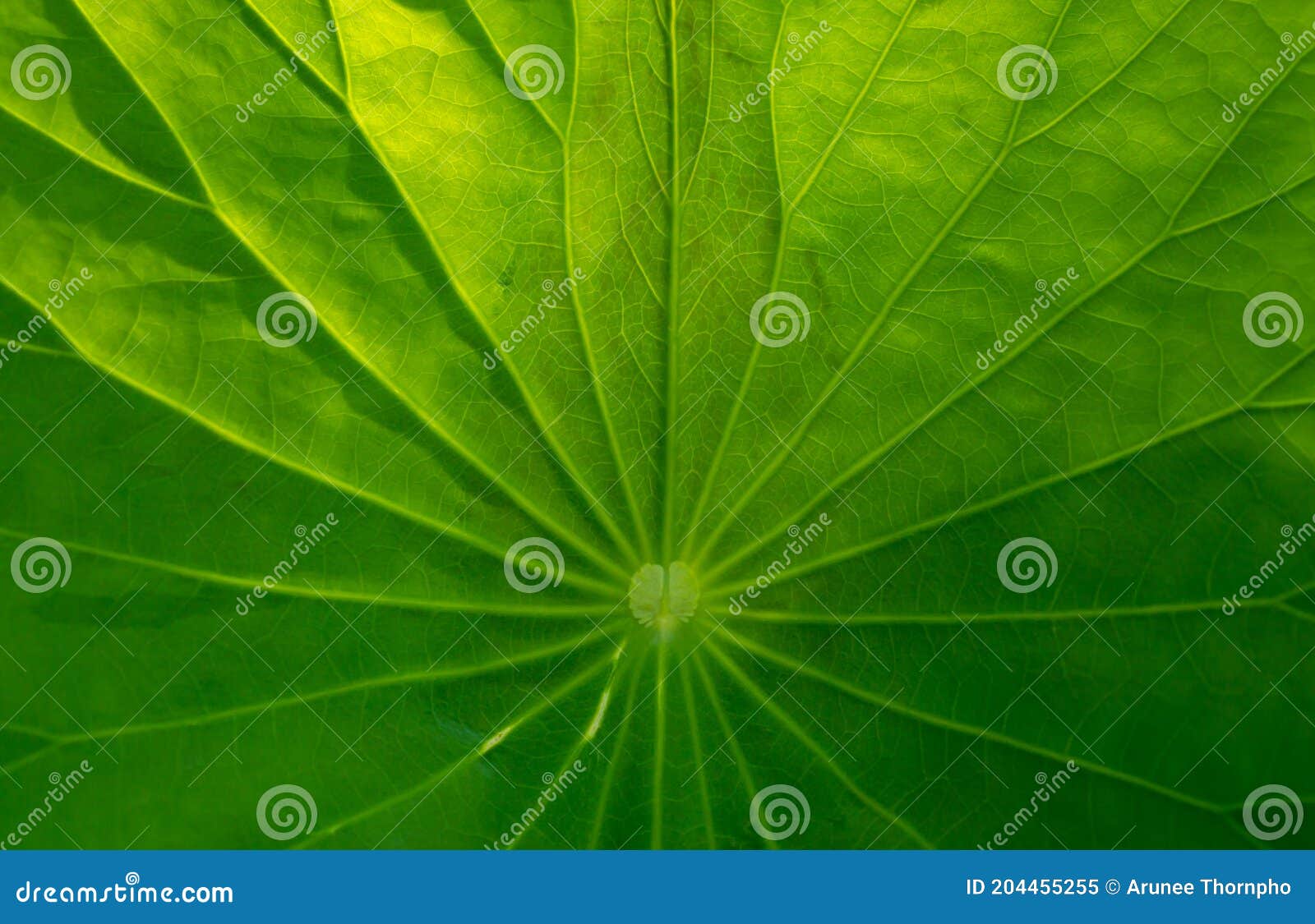 Pattern of Green Vain Line Lotus Leaf for Natural Background Stock ...