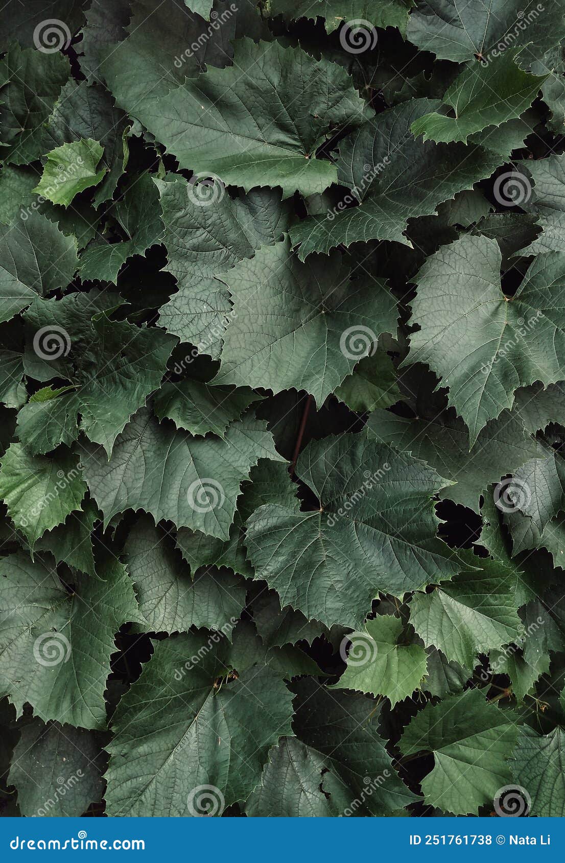 Pattern of Green Vine Leaves on Intertwined Branches, Leaves Different ...