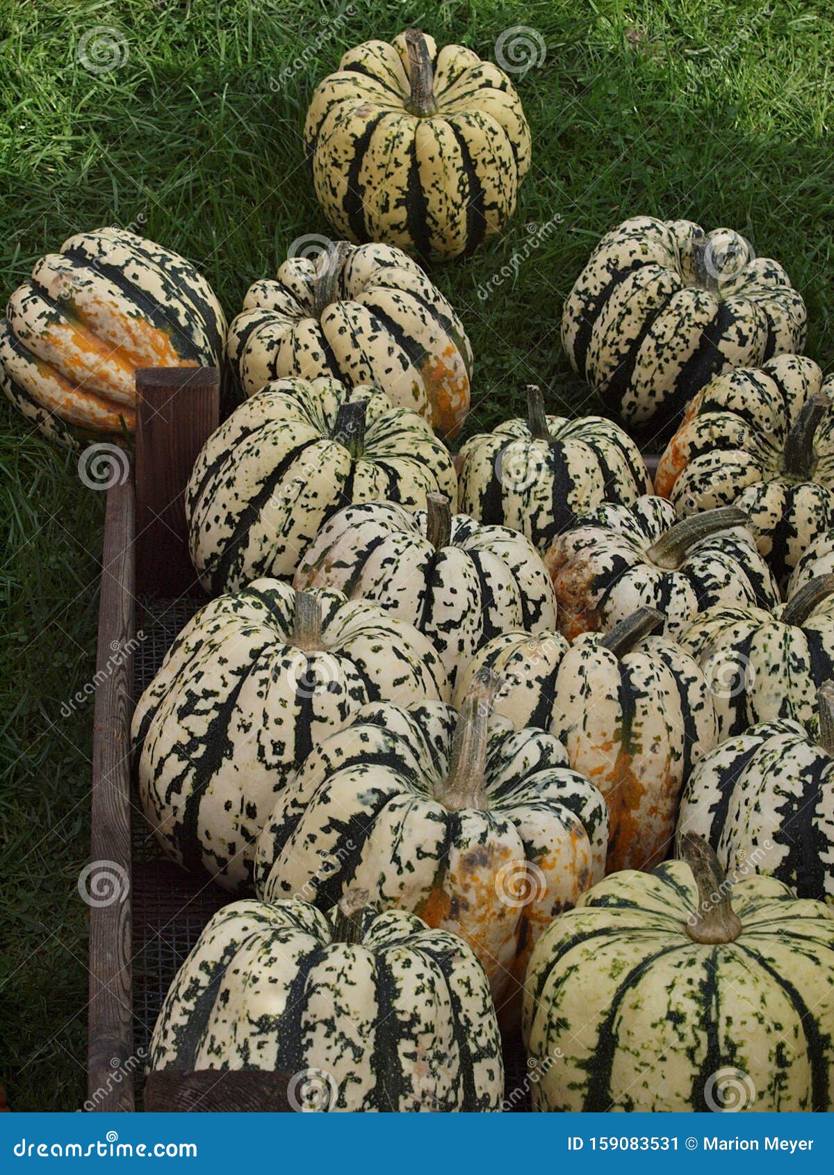 Many Pumpkins in Green and White Stock Image - Image of patch, nature ...