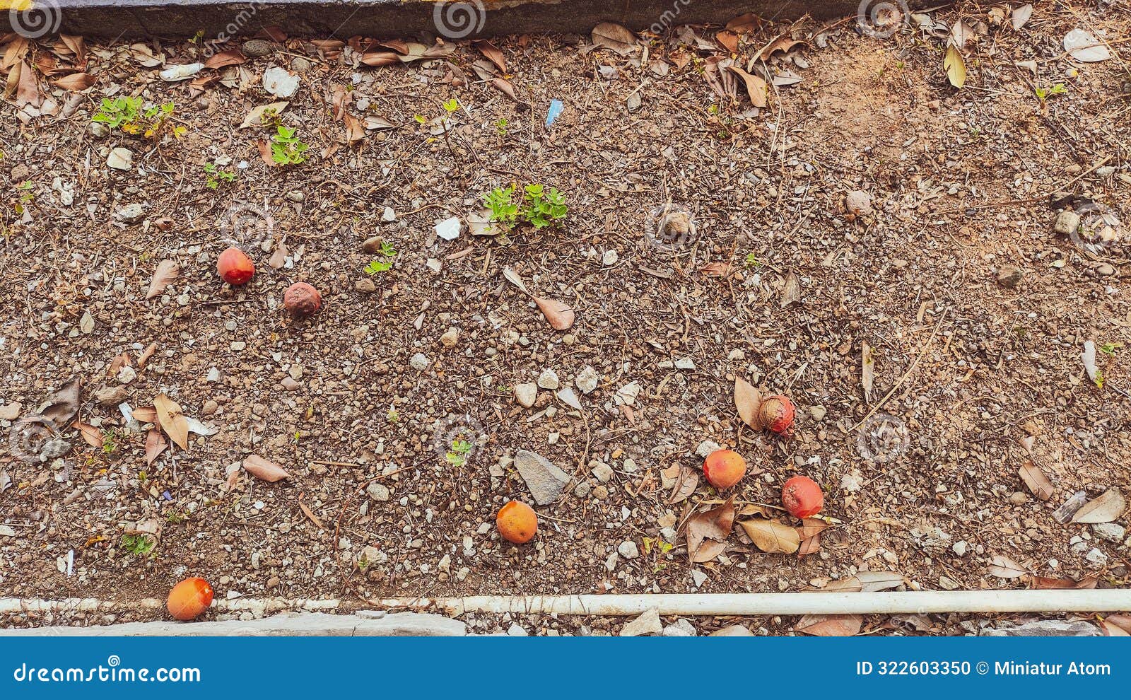 Pattern the Ground with Fruits Around Stock Photo - Image of autumn ...