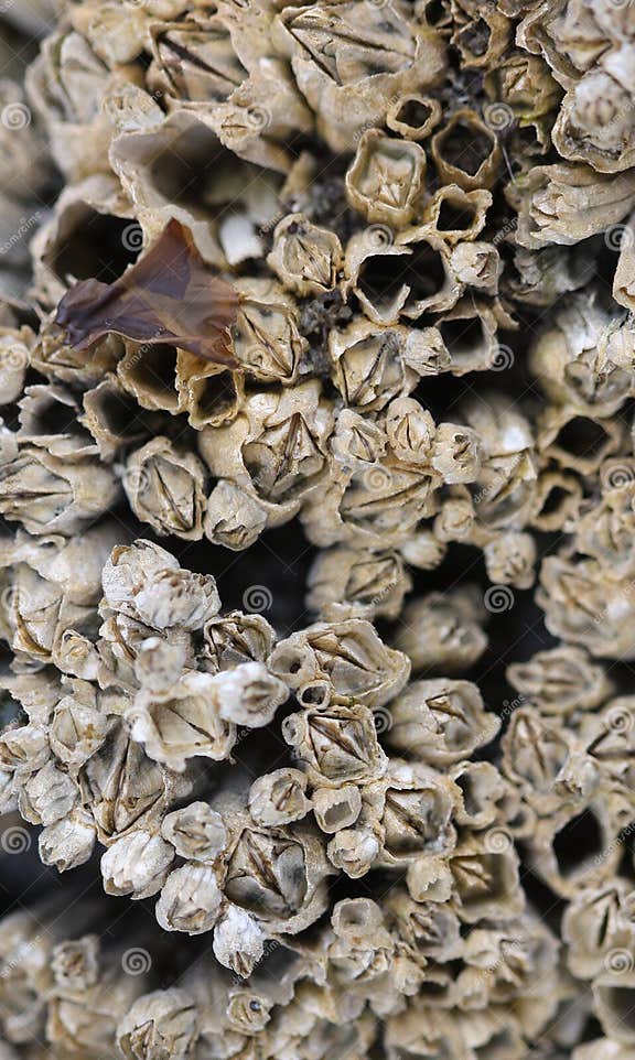 The Pattern of a Group of Barnacles at the Beach. Stock Photo - Image ...