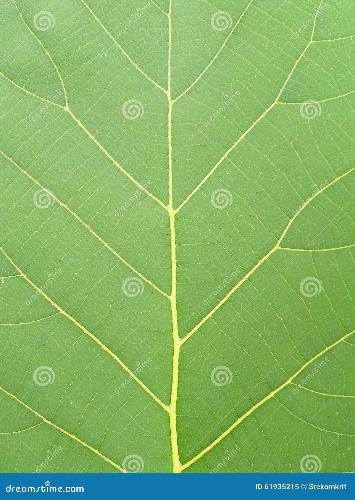 Pattern of Growing Leaf Surface Stock Image - Image of decoration ...