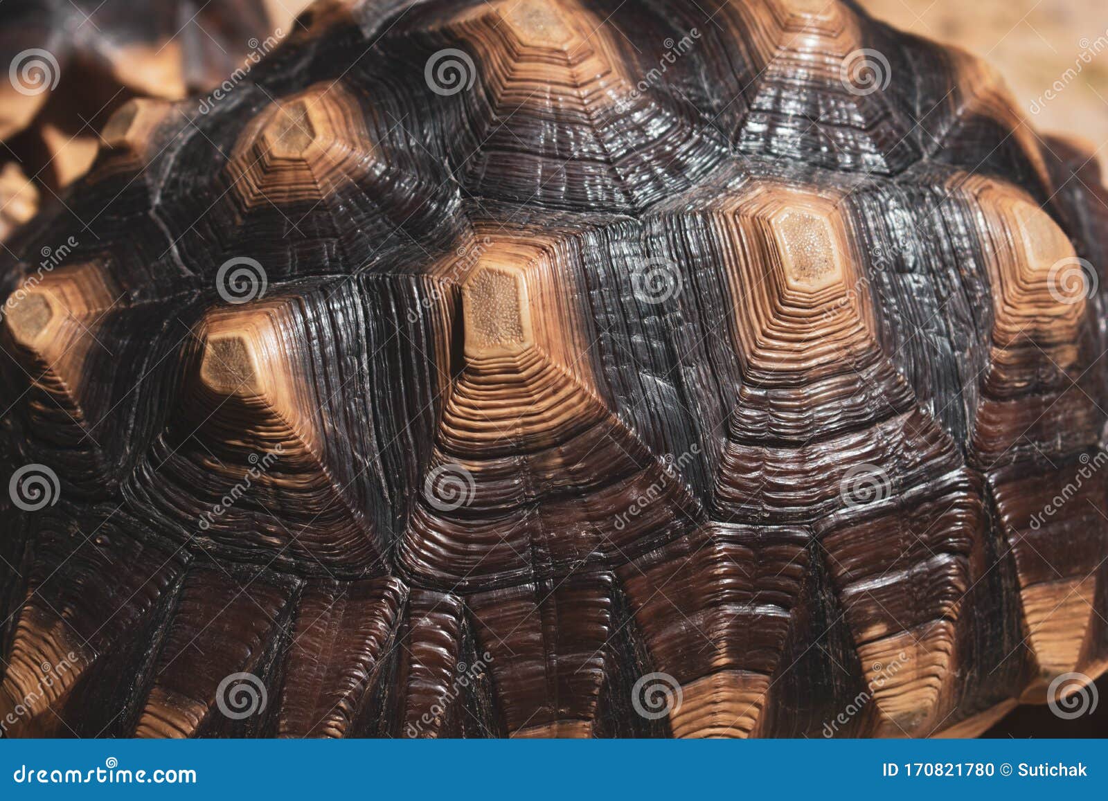 Pattern of Hard Tortoiseshell, Closeup Image of Turtle Animal Stock ...