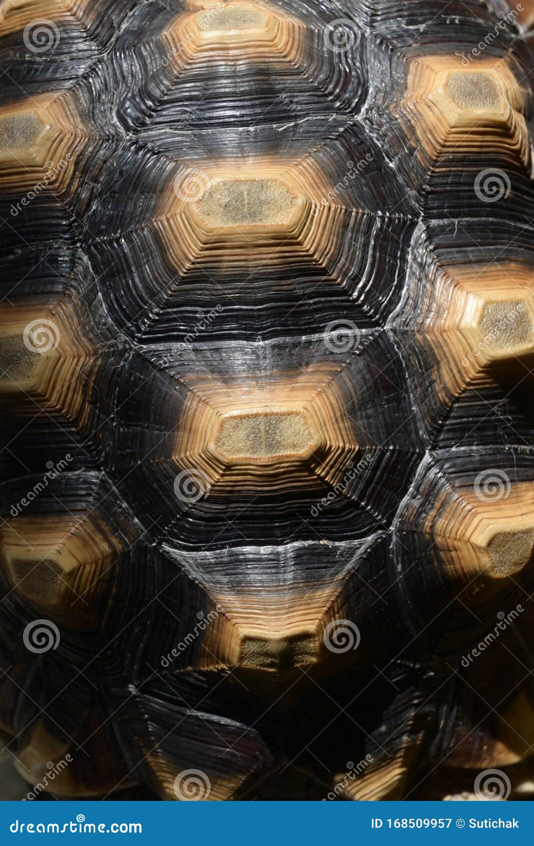 Pattern of Hard Tortoiseshell, Closeup Image of Turtle Animal Stock ...