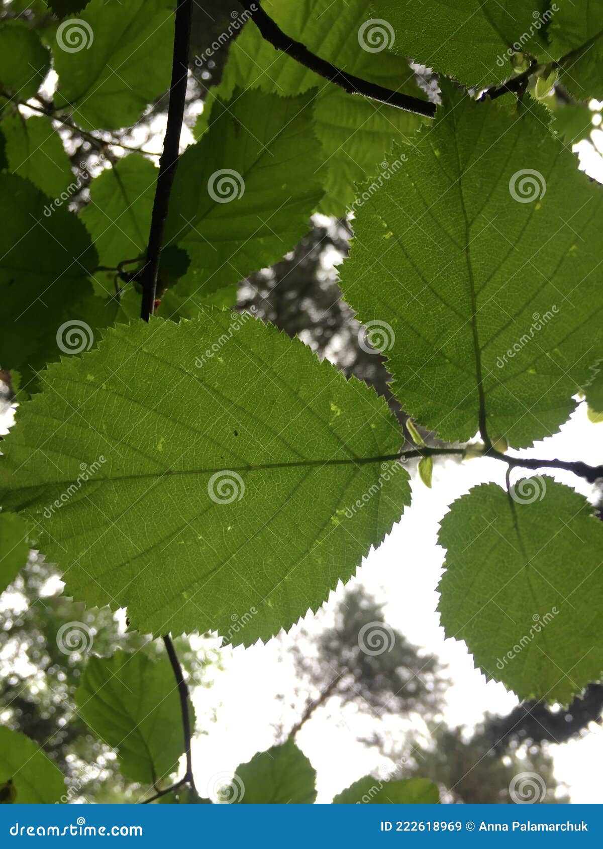 A Pattern of Hazel Leaves Against the Background of the Sk Stock Image ...