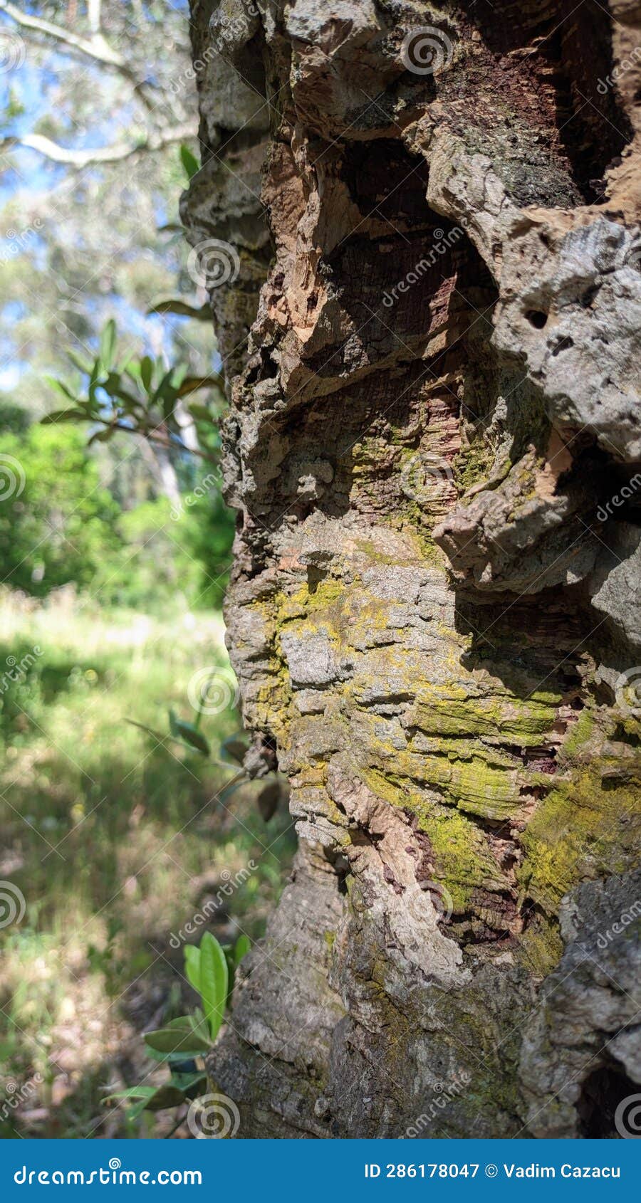 Pattern Kara Texture of an Old Cork Tree in a Forest in Portugal Stock ...