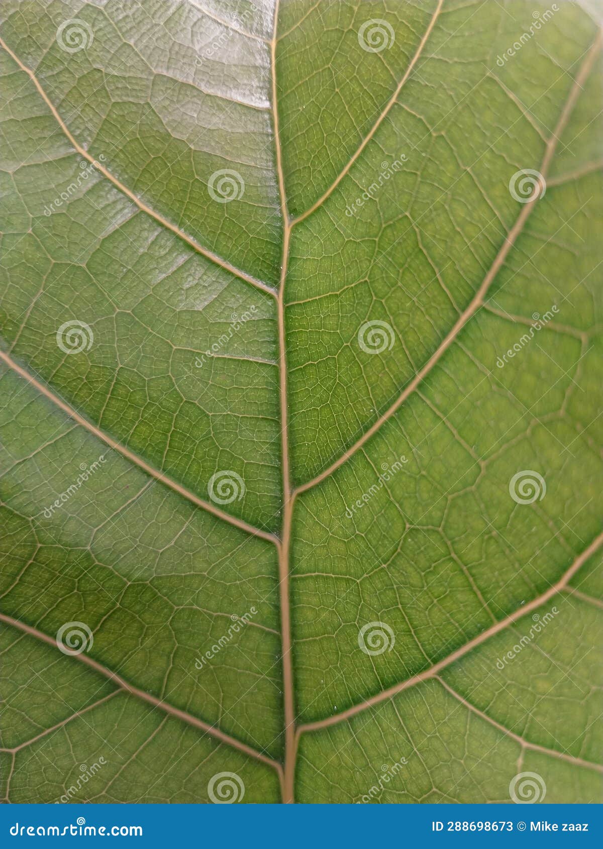 Pattern of Large Green Leaf Close Up Stock Image - Image of leaf, large ...