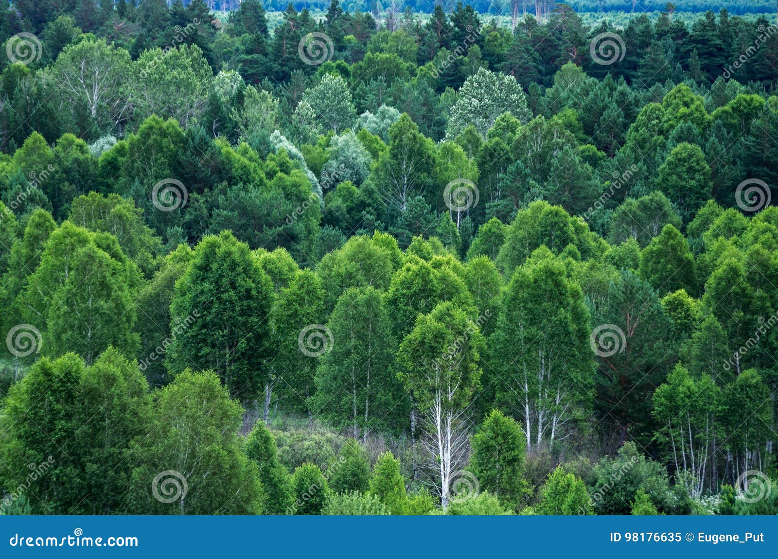 Pattern of Layers of Forest Trees, Evergreens in the Mountains Stock ...