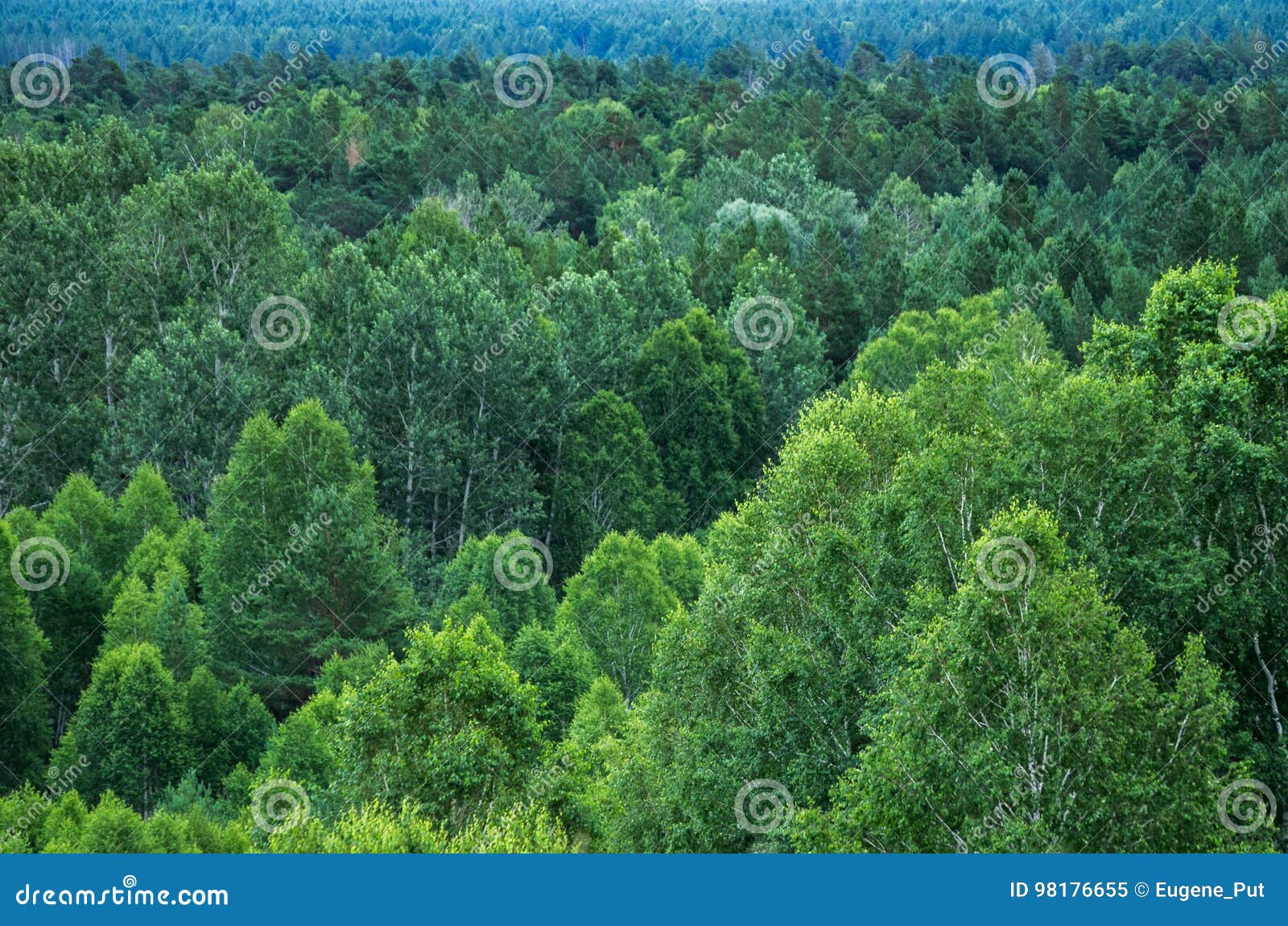 Layers Of Forest Grasses And Glowing Water Royalty-Free Stock ...