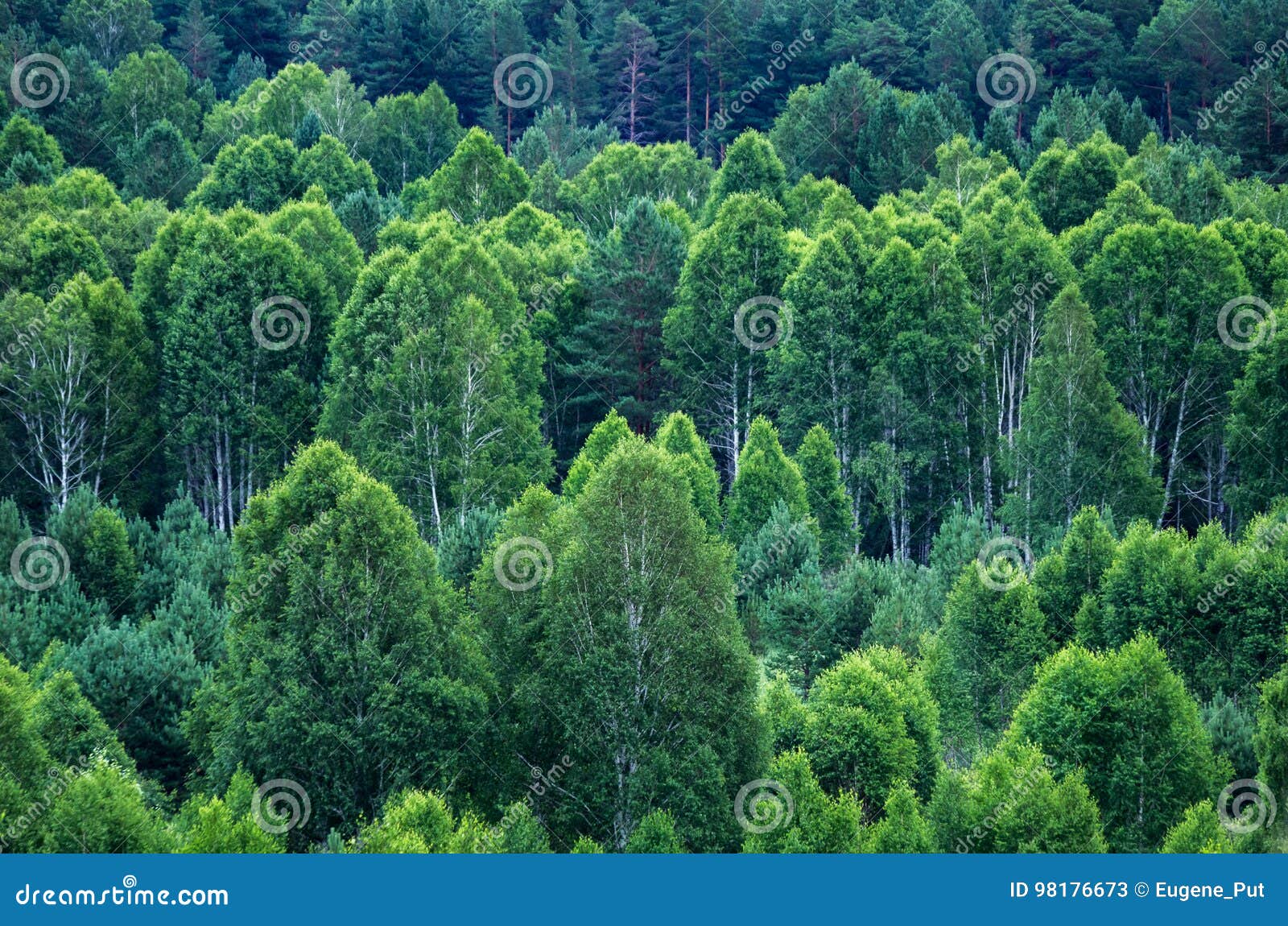 Pattern of Layers of Forest Trees, Evergreens in the Mountains Stock ...
