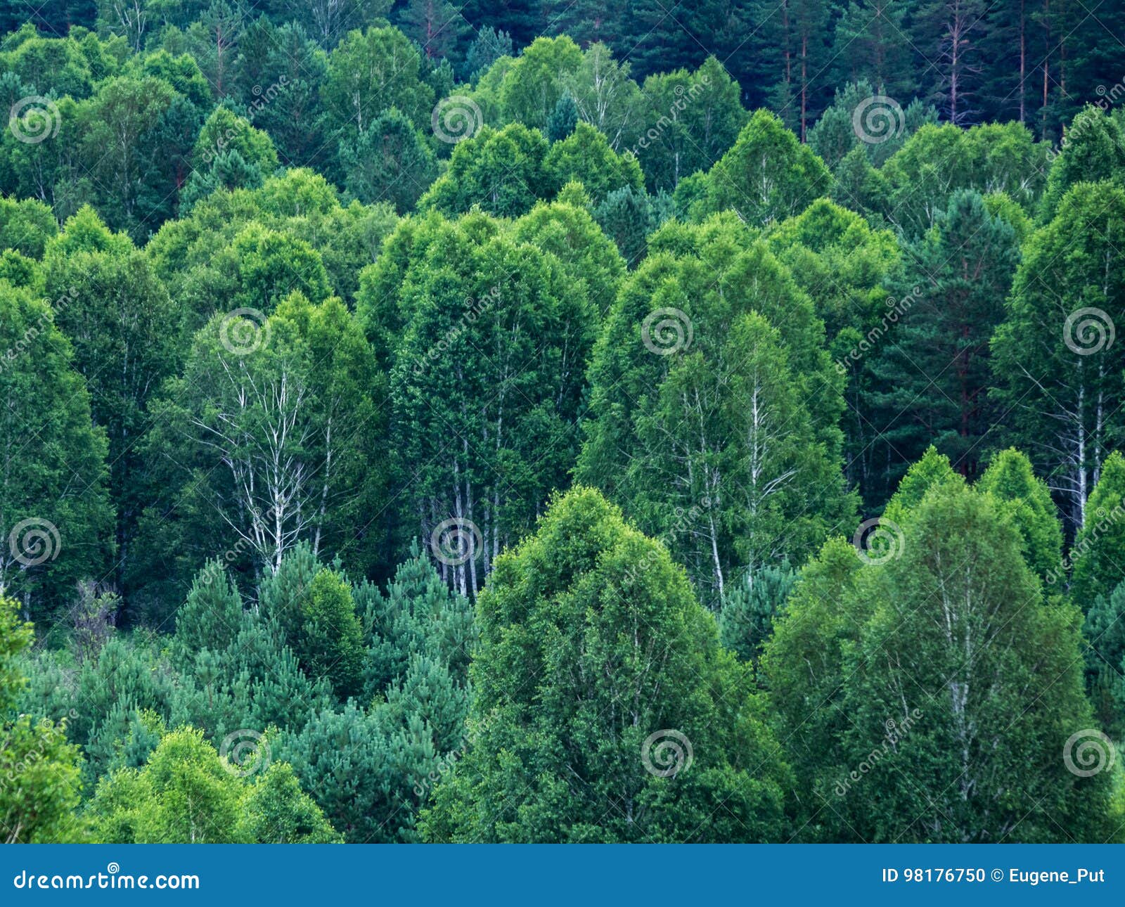Pattern of Layers of Forest Trees, Evergreens in the Mountains Stock ...