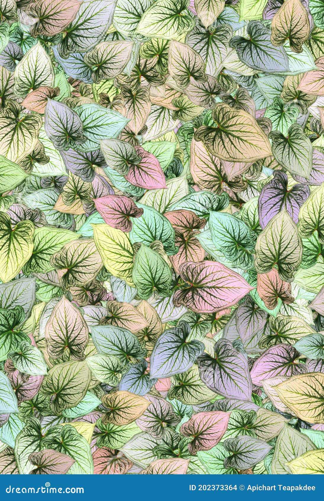 Caladium Florida Clown, Green Leaf With Pink And White Spots Cartoon ...