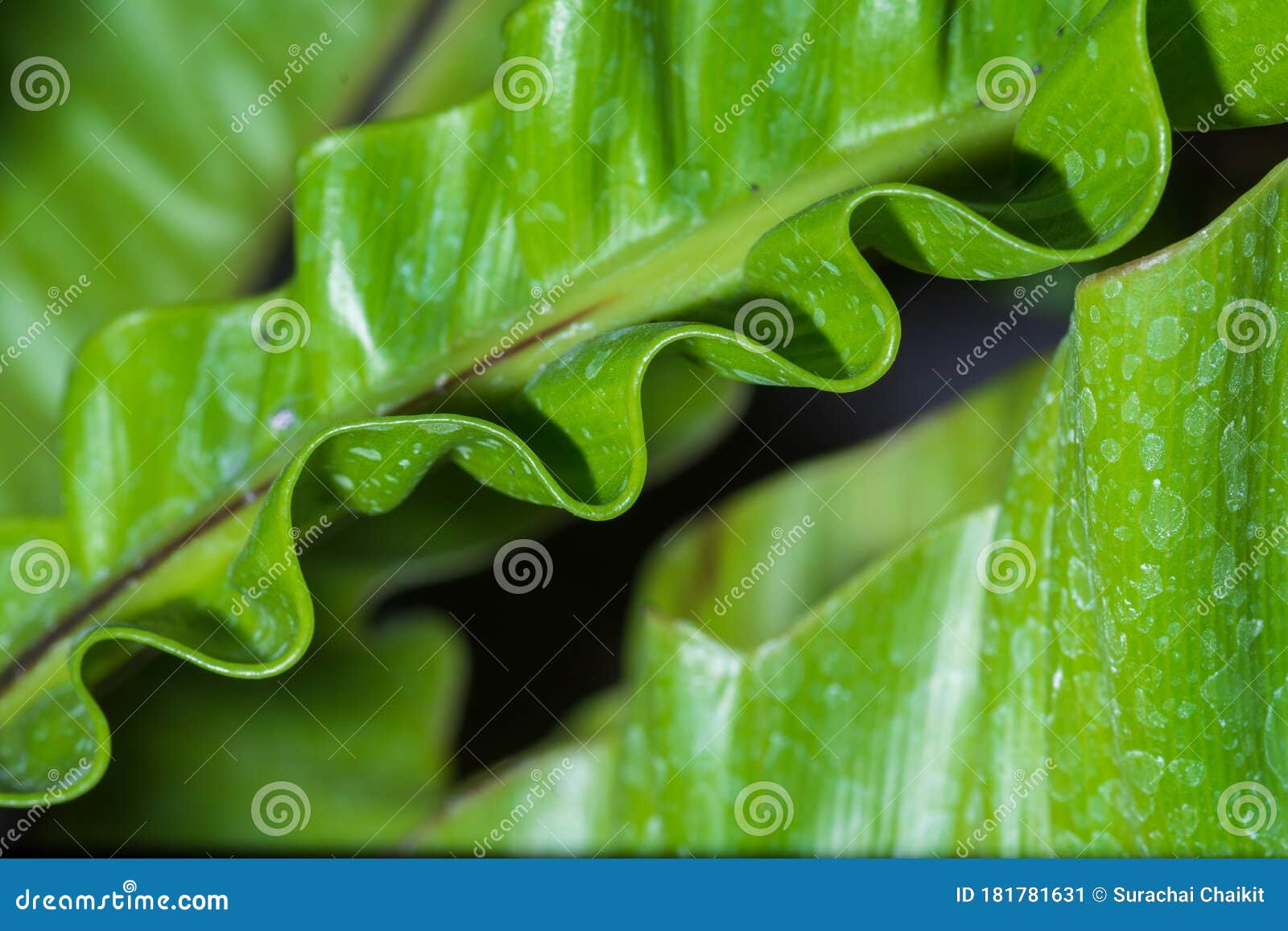 Close Up Pattern of Leaf Edges Stock Image - Image of green, bright ...