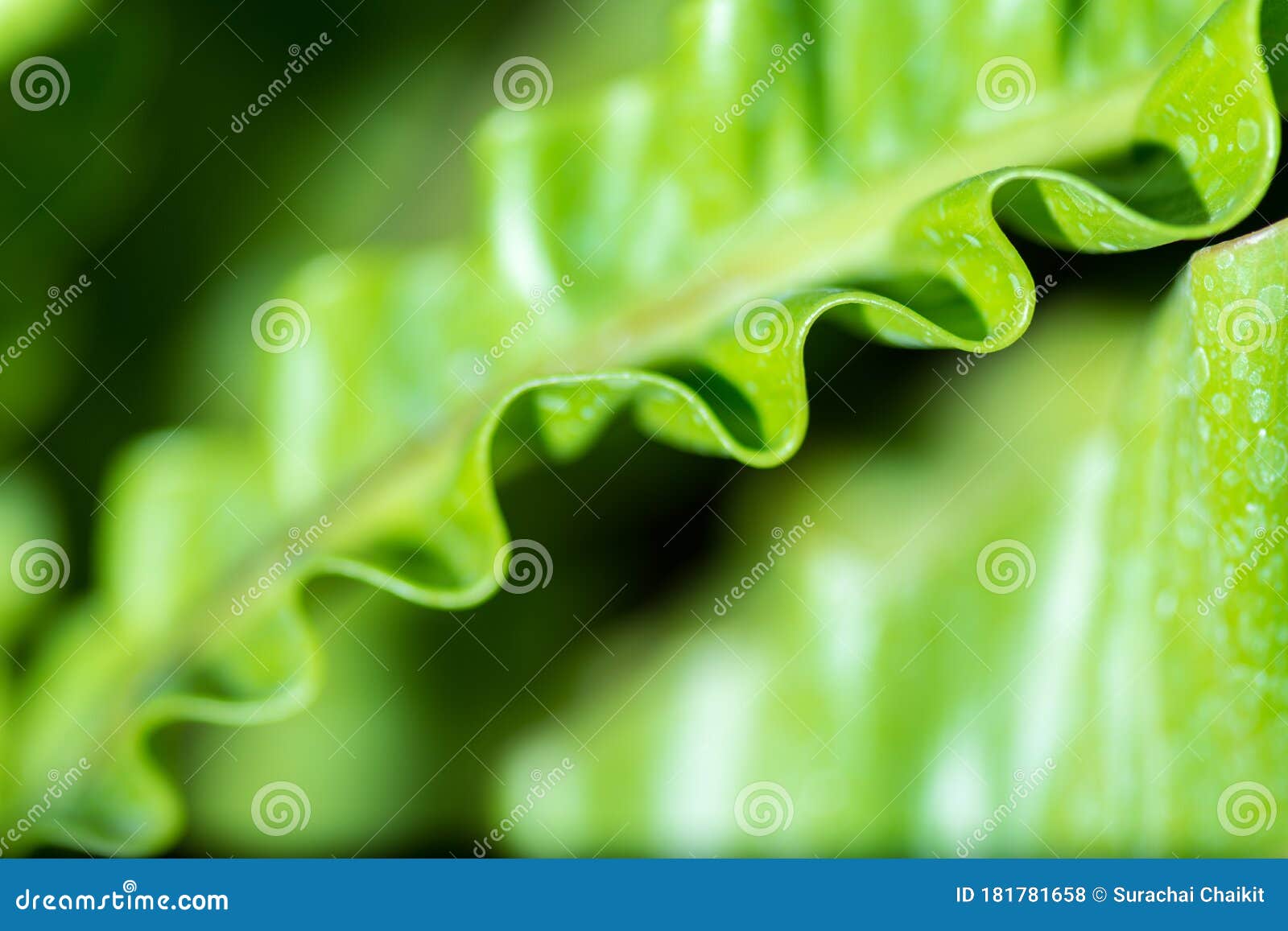 Close Up Pattern of Leaf Edges Stock Photo - Image of garden, design ...