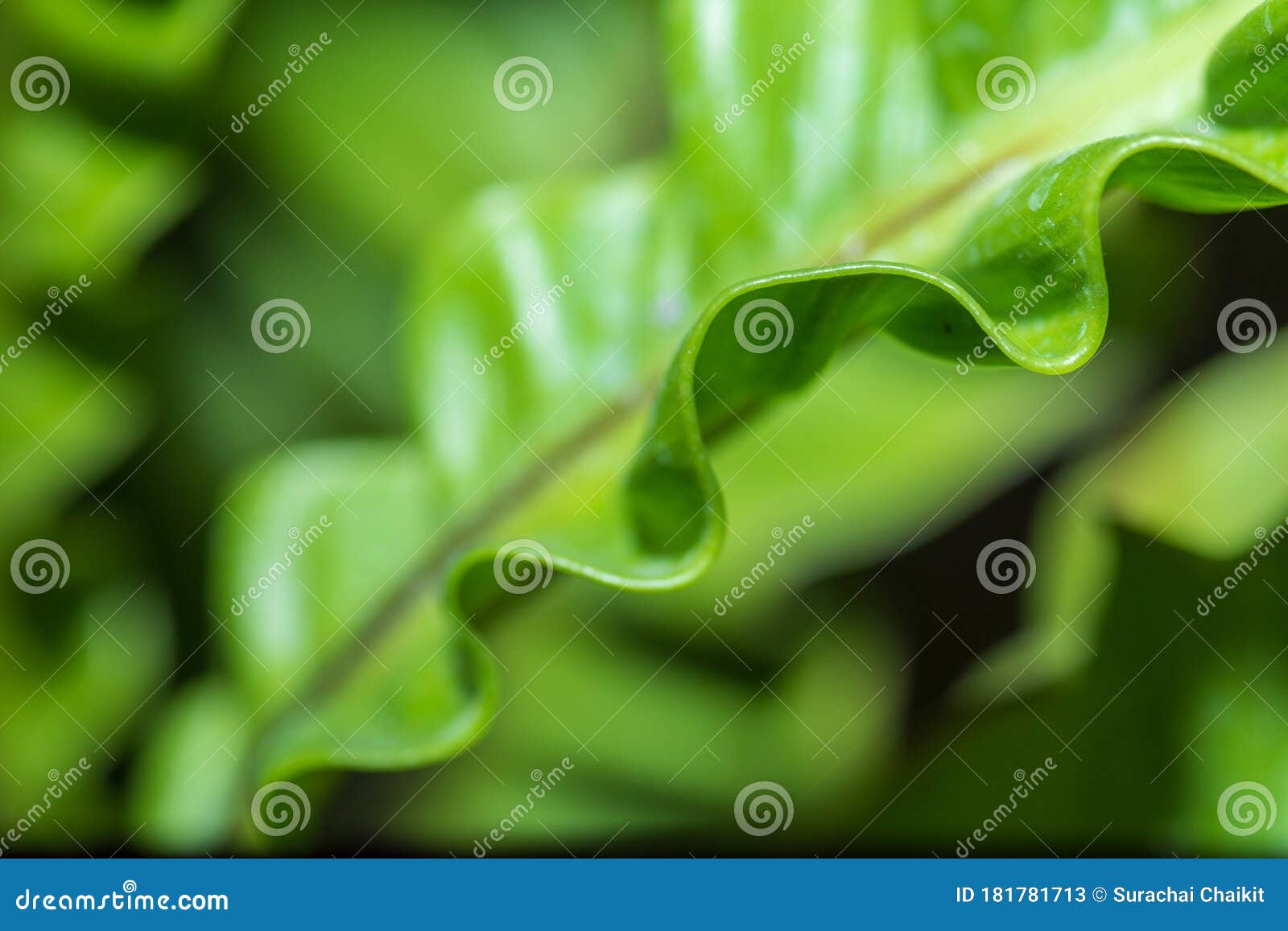 Close Up Pattern of Leaf Edges Stock Image - Image of beautiful, fresh ...