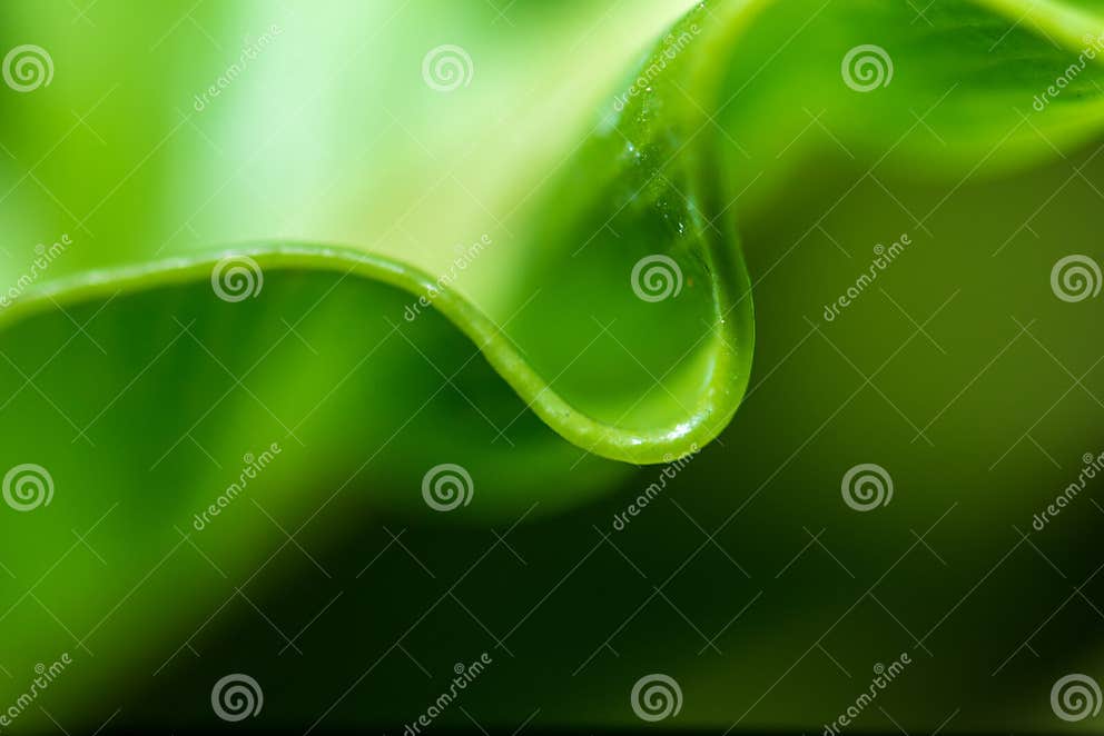 Close Up Pattern of Leaf Edges Stock Image - Image of forest, greenery ...