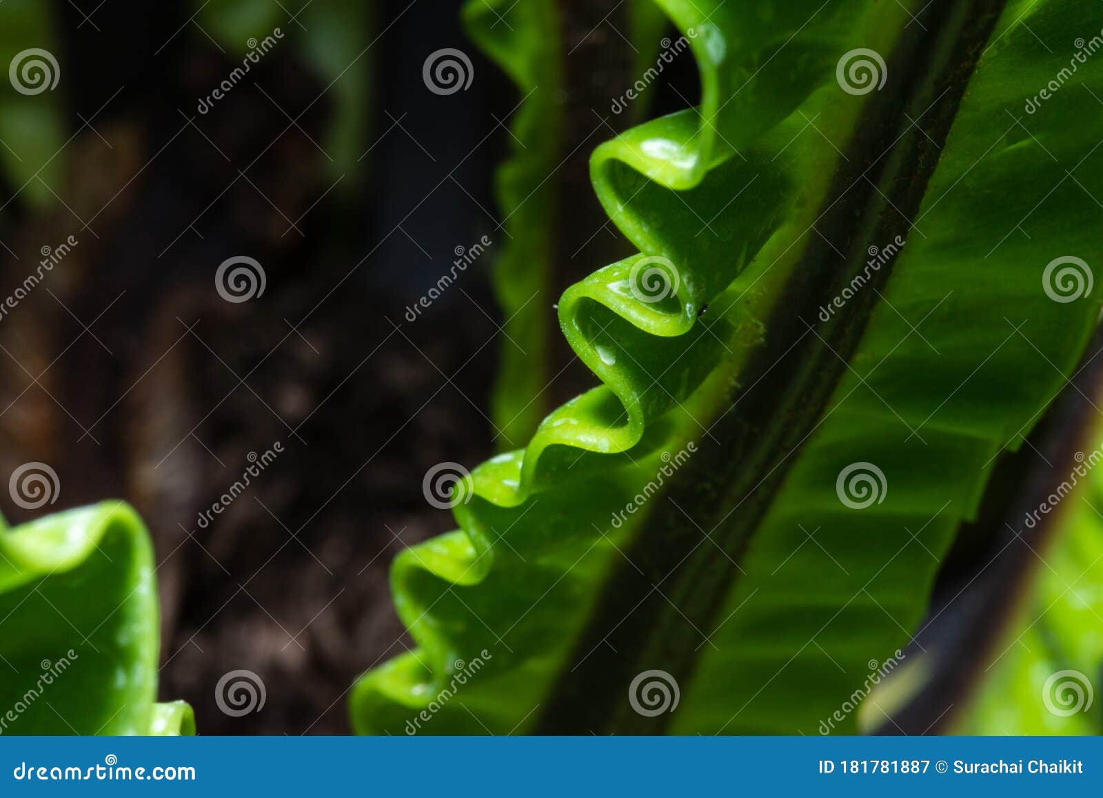 Close Up Pattern of Leaf Edges Stock Image - Image of line, healthy ...