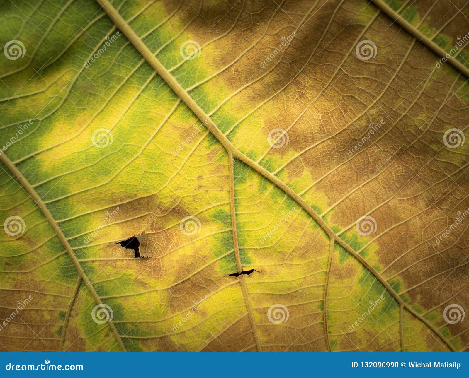 Pattern of the Leaf Teak Decay Stock Photo - Image of material ...