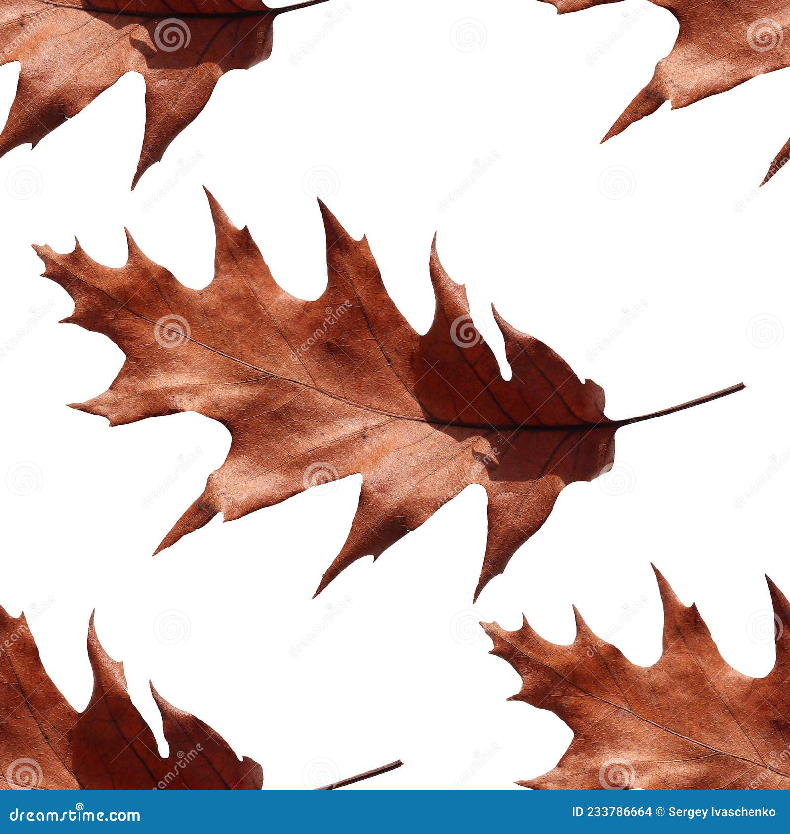 Pattern from a Leaf of a Tree. Stock Photo - Image of season, nature ...