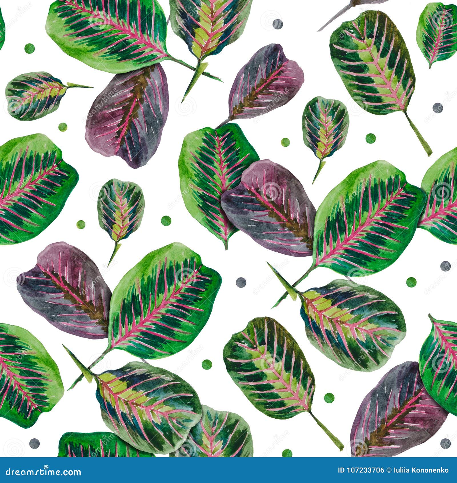 Pattern of Leaves of the Arrowroot Maranta Stock Illustration ...