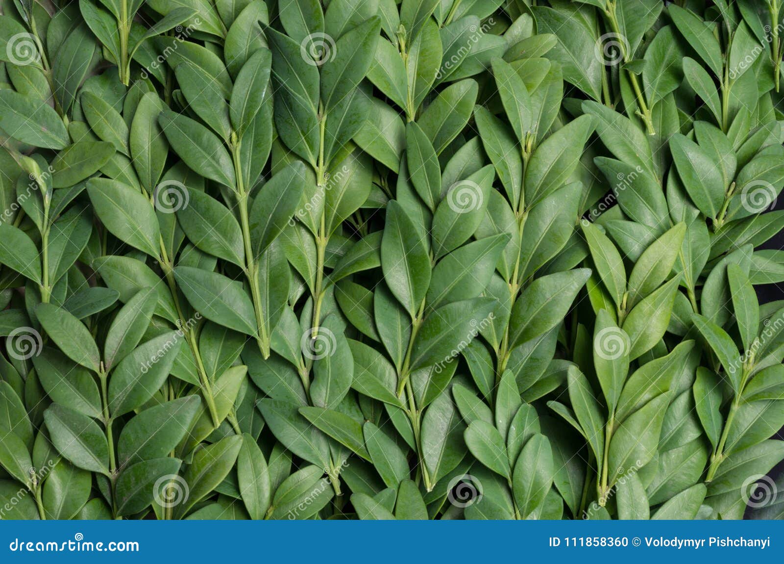 Pattern from Leaves of Boxwood Stock Photo - Image of boxwood, boxtree ...