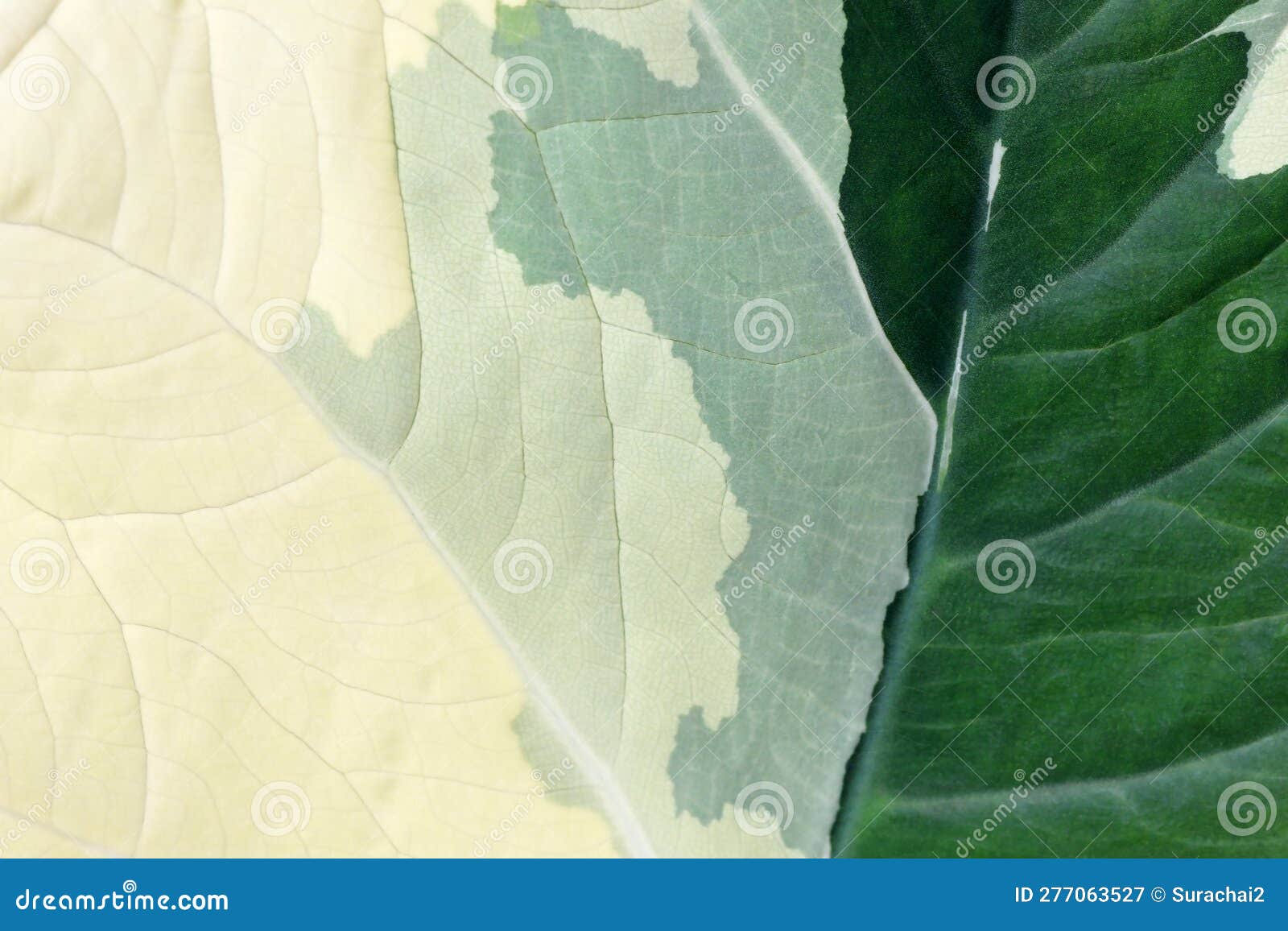 Pattern of Leaves Plant Alternating Green and White Stock Image - Image ...