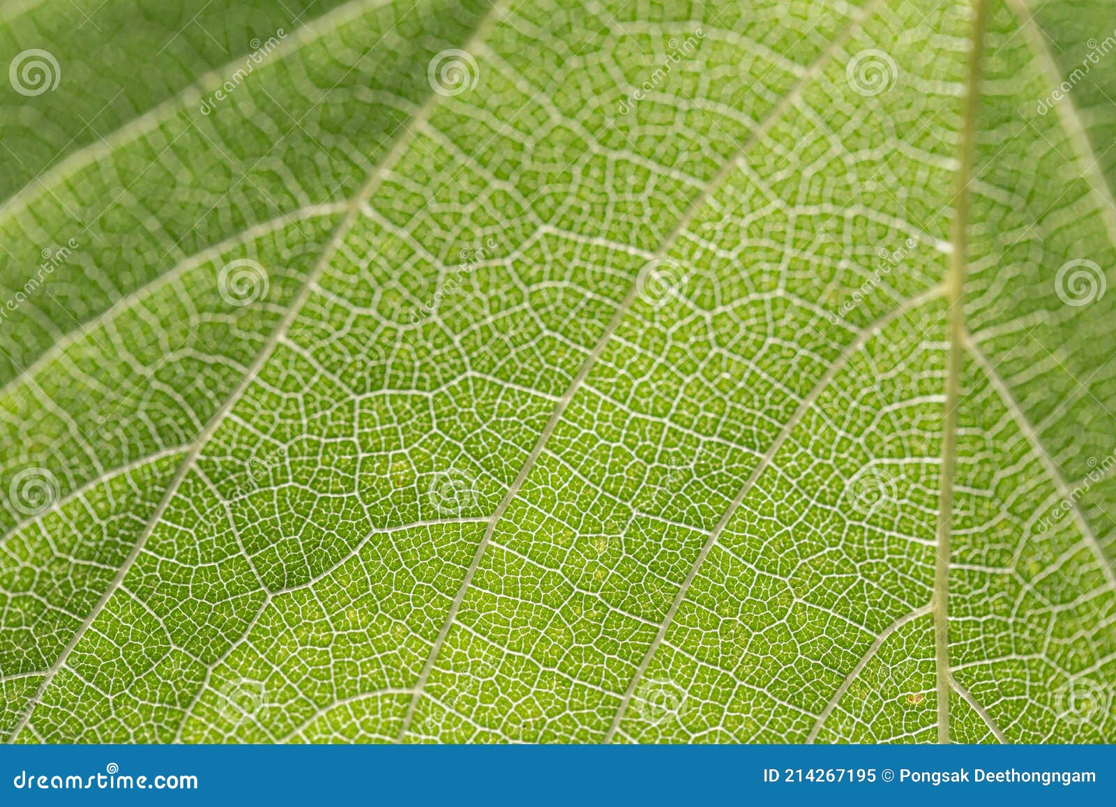 The pattern of the leaves stock image. Image of fresh - 214267195
