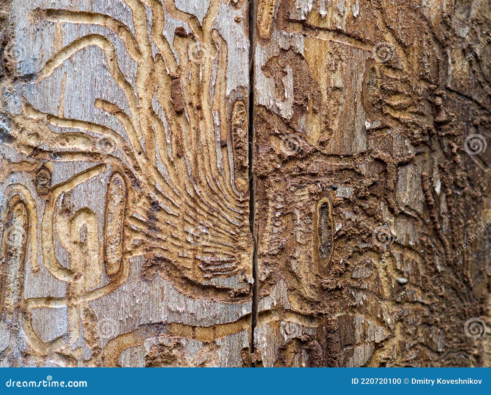 Pattern Left by Bark Beetle Females and Their Larvae, Outer Bark ...