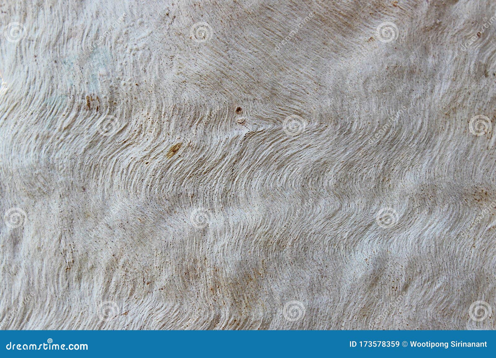 Pattern of a Light Brown Trunk Stock Image - Image of design, board ...