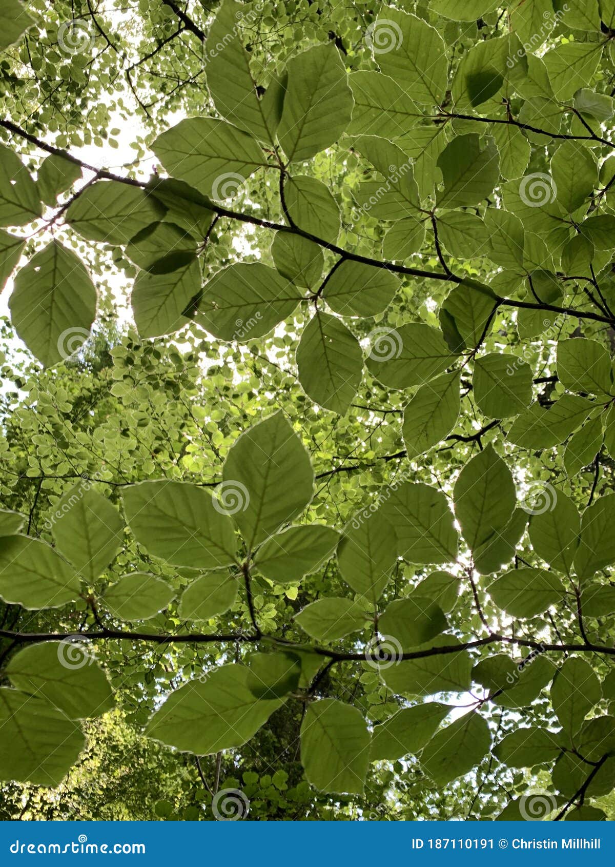 Tree with green eaves stock image. Image of leaves, lgreen - 187110191