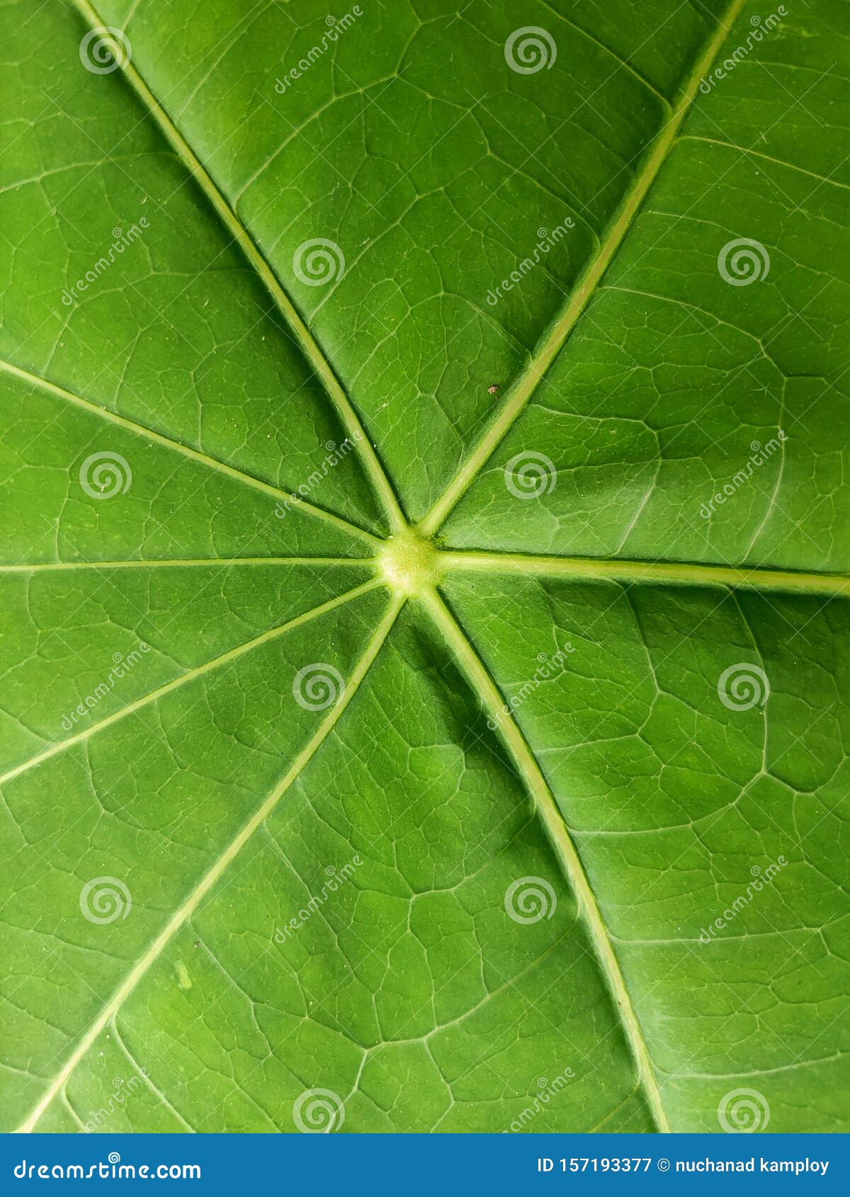 The Pattern Lines on the Green Leaves. Stock Image - Image of green ...