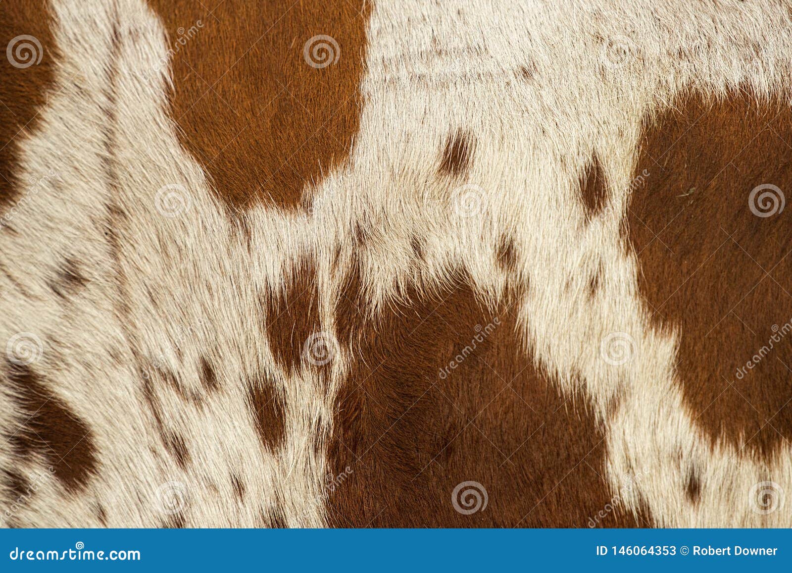 Pattern of a Longhorn Bull Cowhide Stock Image - Image of animal, black ...