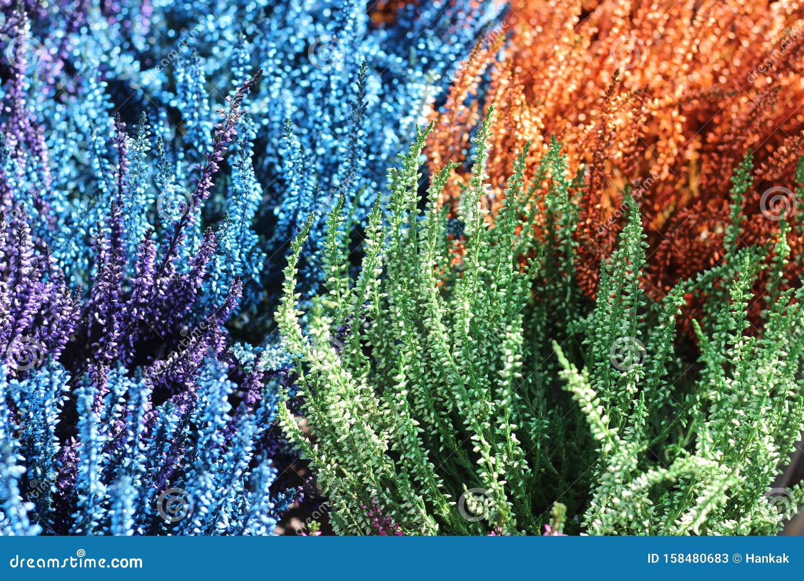 Pattern Made Out of Colorized Heather, Background Stock Image - Image ...