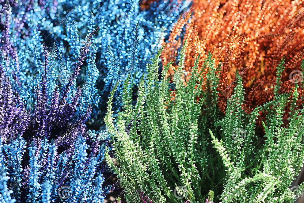 Pattern Made Out of Colorized Heather, Background Stock Image - Image ...