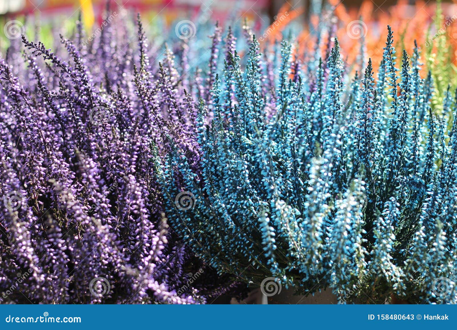 Pattern Made Out of Colorized Heather, Background Stock Image - Image ...