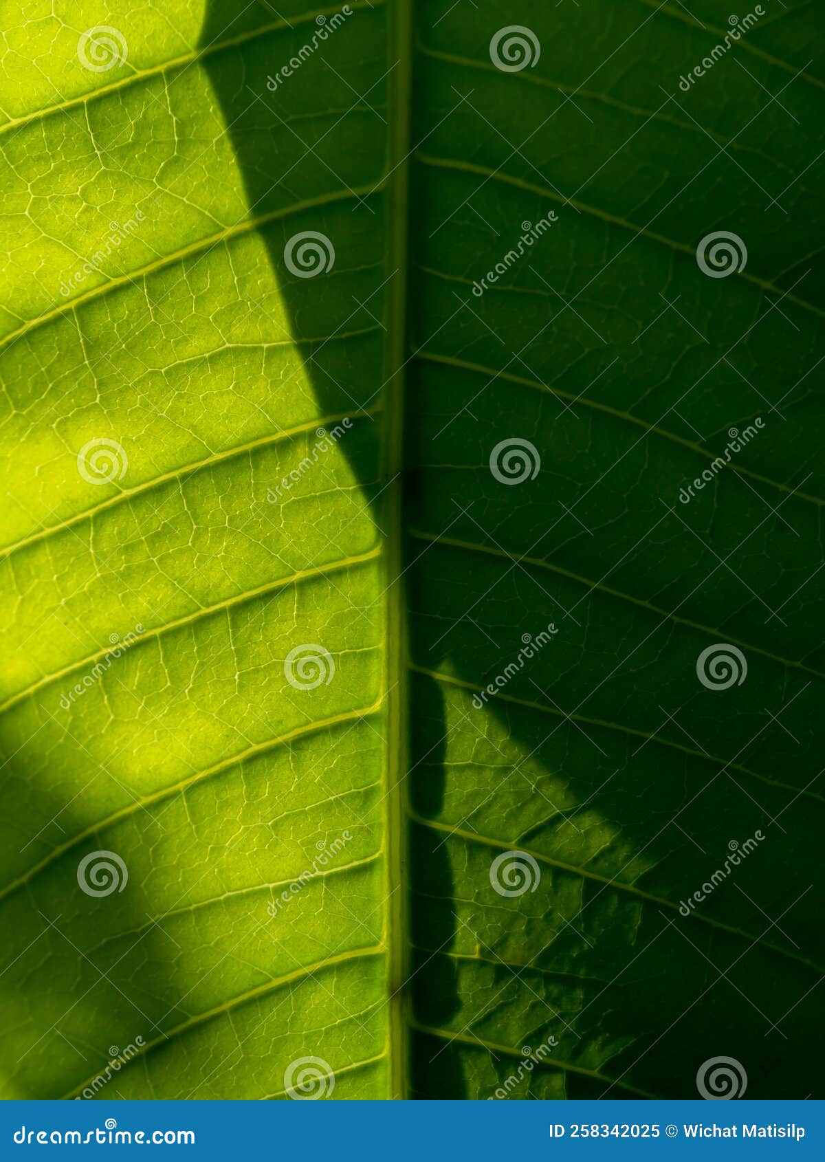 Pattern of Mango Leaf with the Shadow Stock Image - Image of edible ...