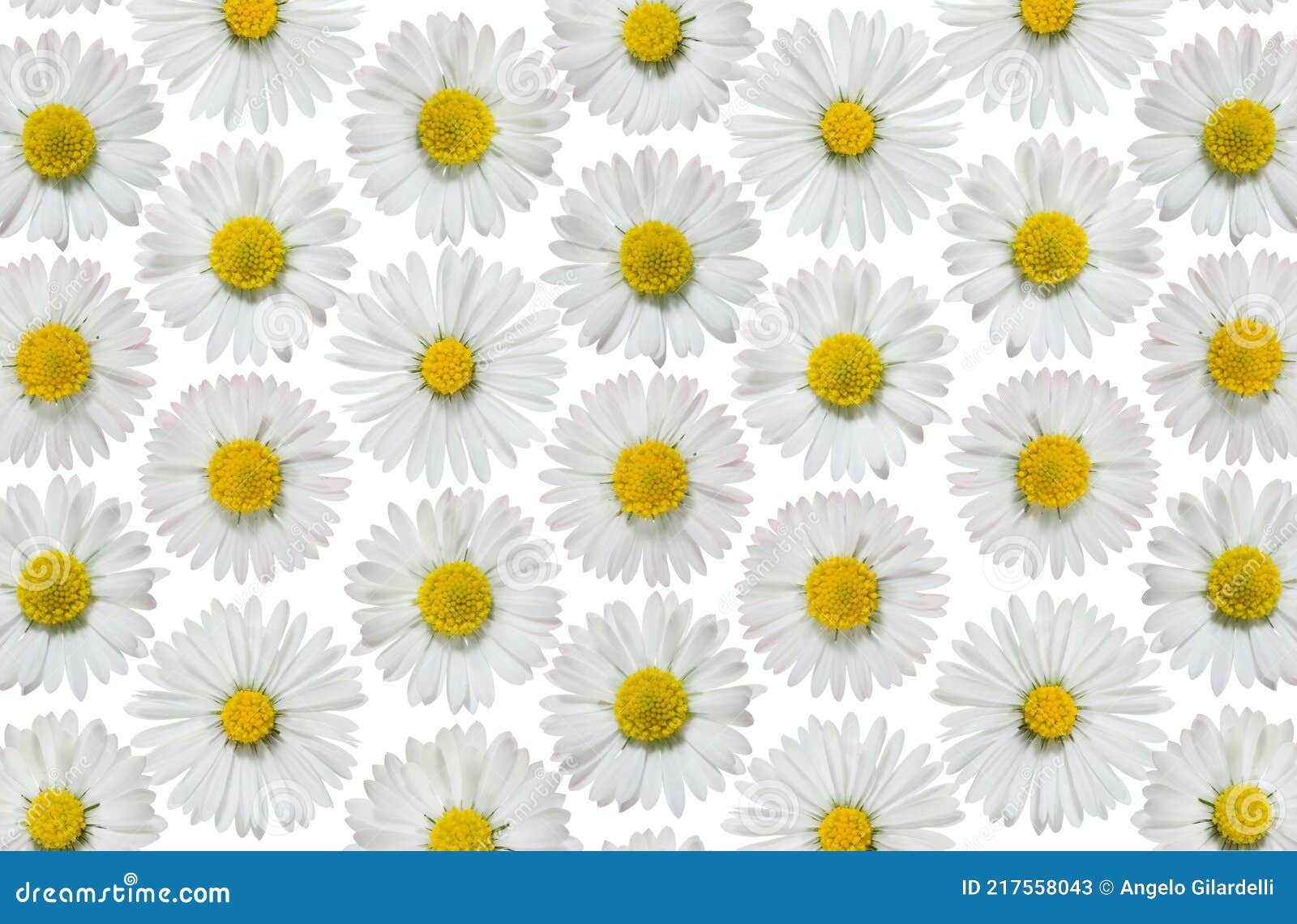 Isolated Little Daisies Texture Background Stock Illustration ...