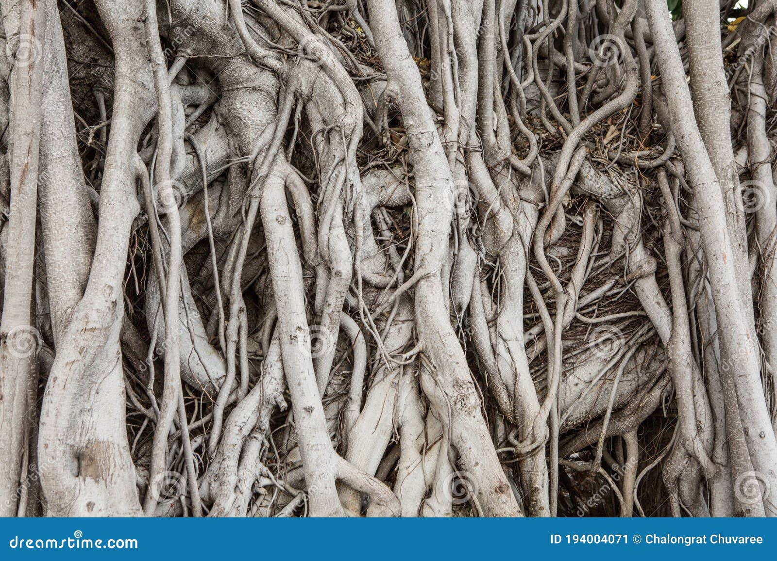 Pattern of Many Tree Roots Texture Background Stock Image - Image of ...