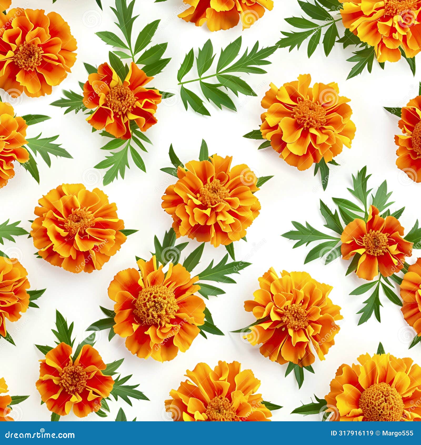 Pattern of marigold stock illustration. Illustration of blooms - 317916119