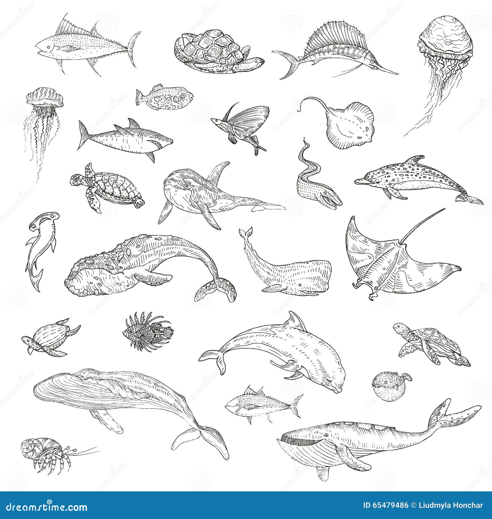 The Pattern of Marine Animals. Stock Vector - Illustration of pagurian ...
