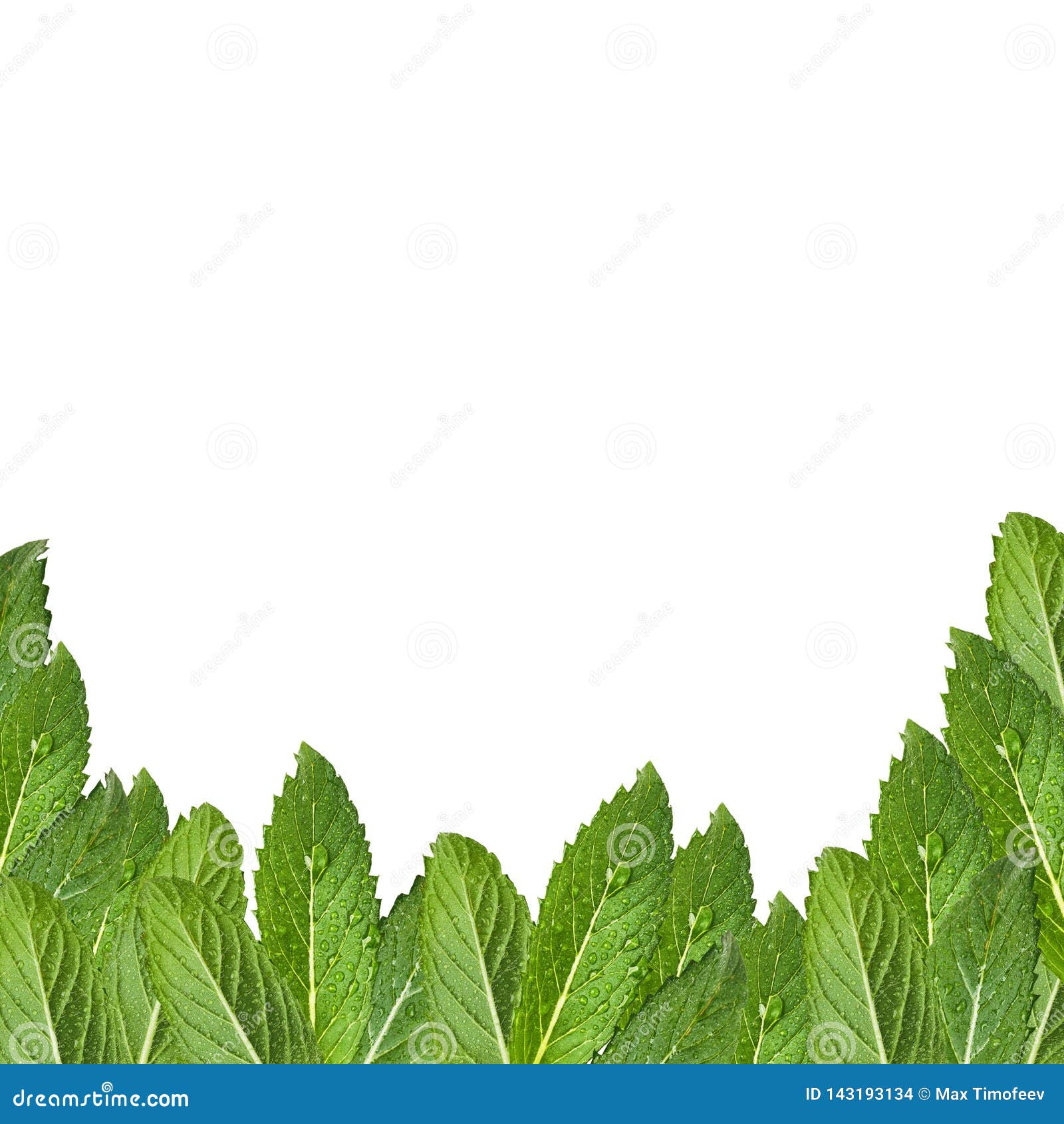 Pattern of Mint Leaves. Fresh Mint with Drops of Water Stock Photo ...