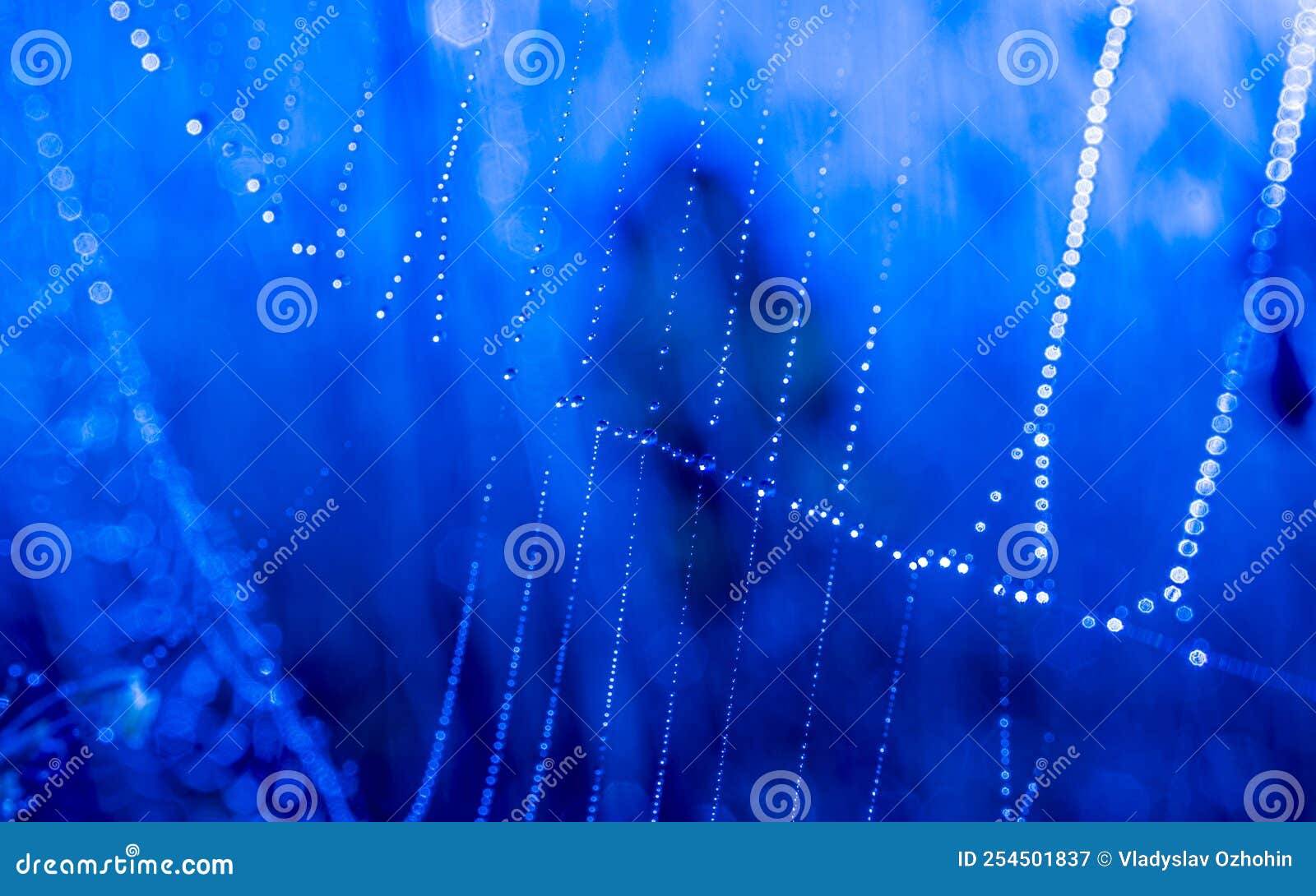 Pattern of Morning Dew on Spider Web in Blue Light. Cobweb Mesh Texture ...