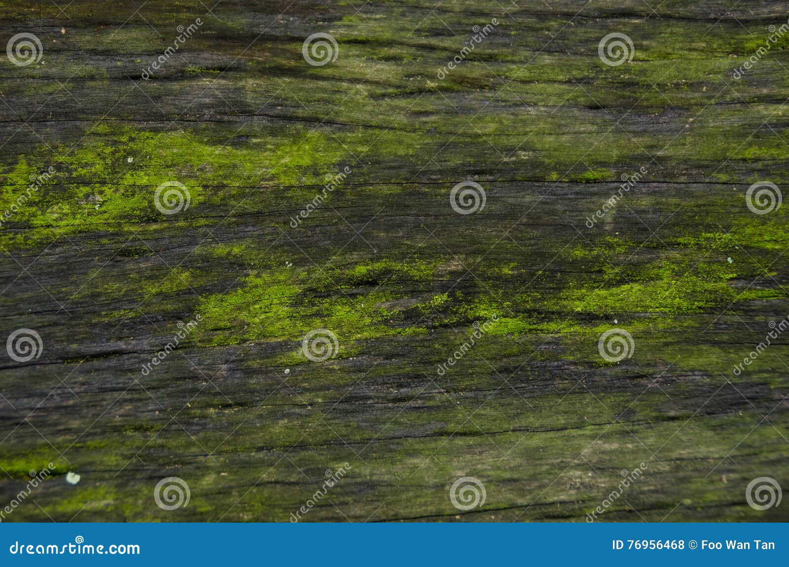 Pattern of Moss on Old Wood Stock Photo - Image of yellow, detail: 76956468