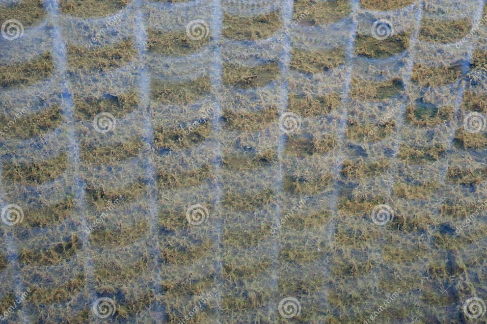 Pattern of moss. stock image. Image of closeup, lichen - 33285263